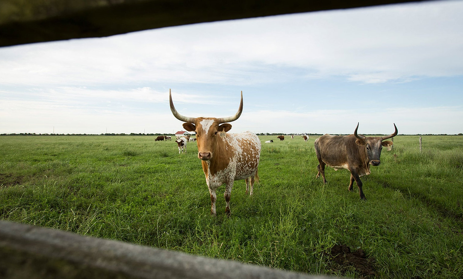 The George Ranch - The George Foundation